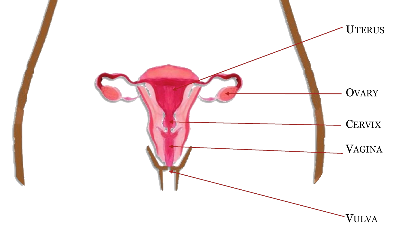 Gynecological Cancers Gynecological Cancers